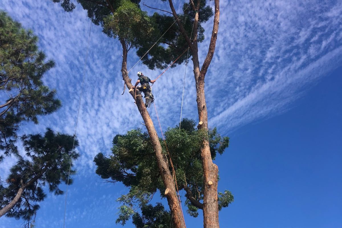 Commercial Tree Removal - TreeRex Tree Management
