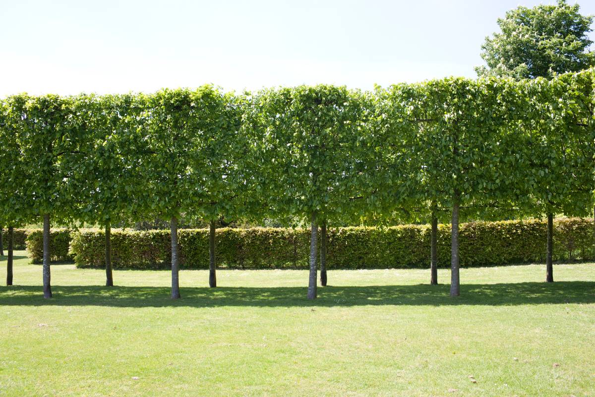 TreeRex Tree Management