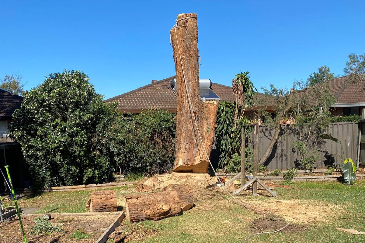 Residential Tree Removal | Hills District & Greater Sydney