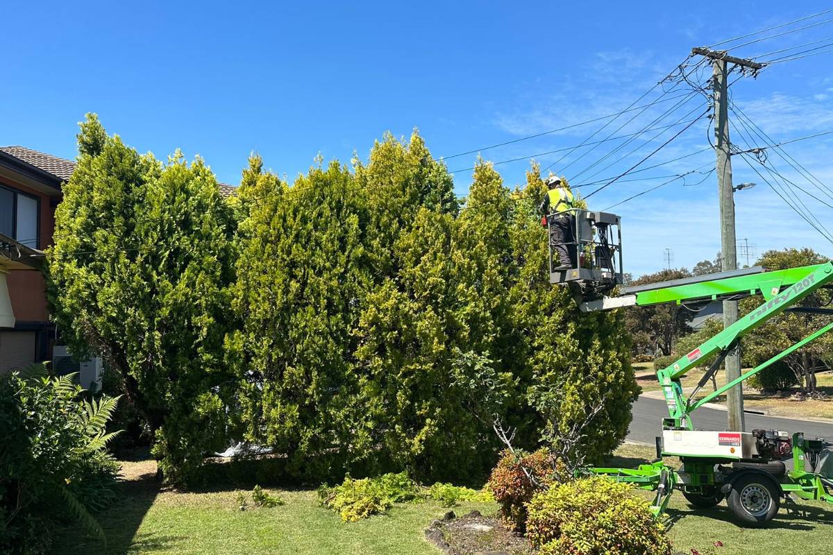 About Us - TreeRex Tree Management - Sydney Arborist